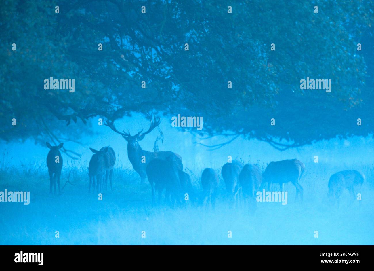 Red Deer (Cervus elaphus), male and females, Rothirsche, Hirsch und ...