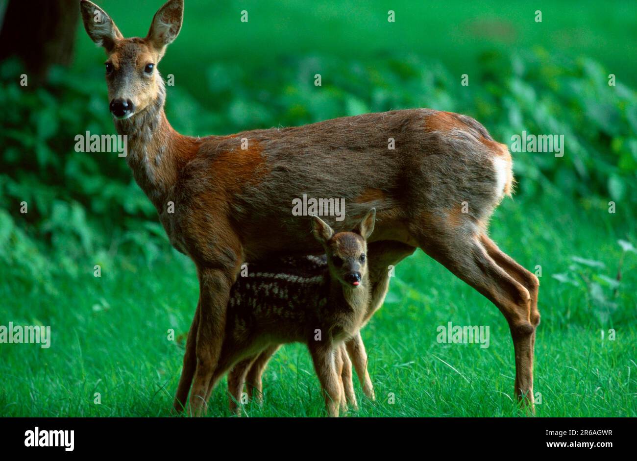 Roe Deer (Capreolus capreolus), female and young, Rehe, Weibchen und ...