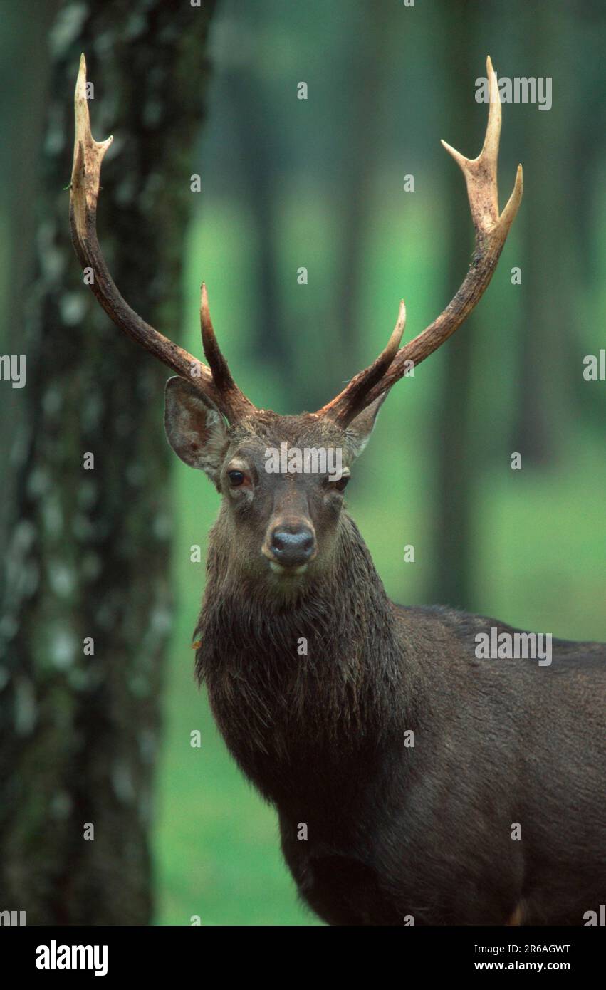 Dybowski deer, male (Cervus nippon dybowskii) (mammals) (deer ...