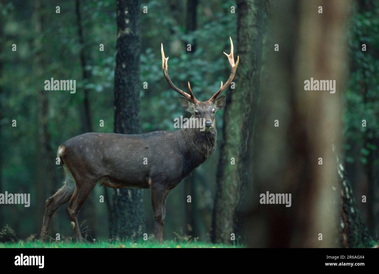 Dybowski's deer, male (Cervus nippon dybowskii), mammals, deer ...