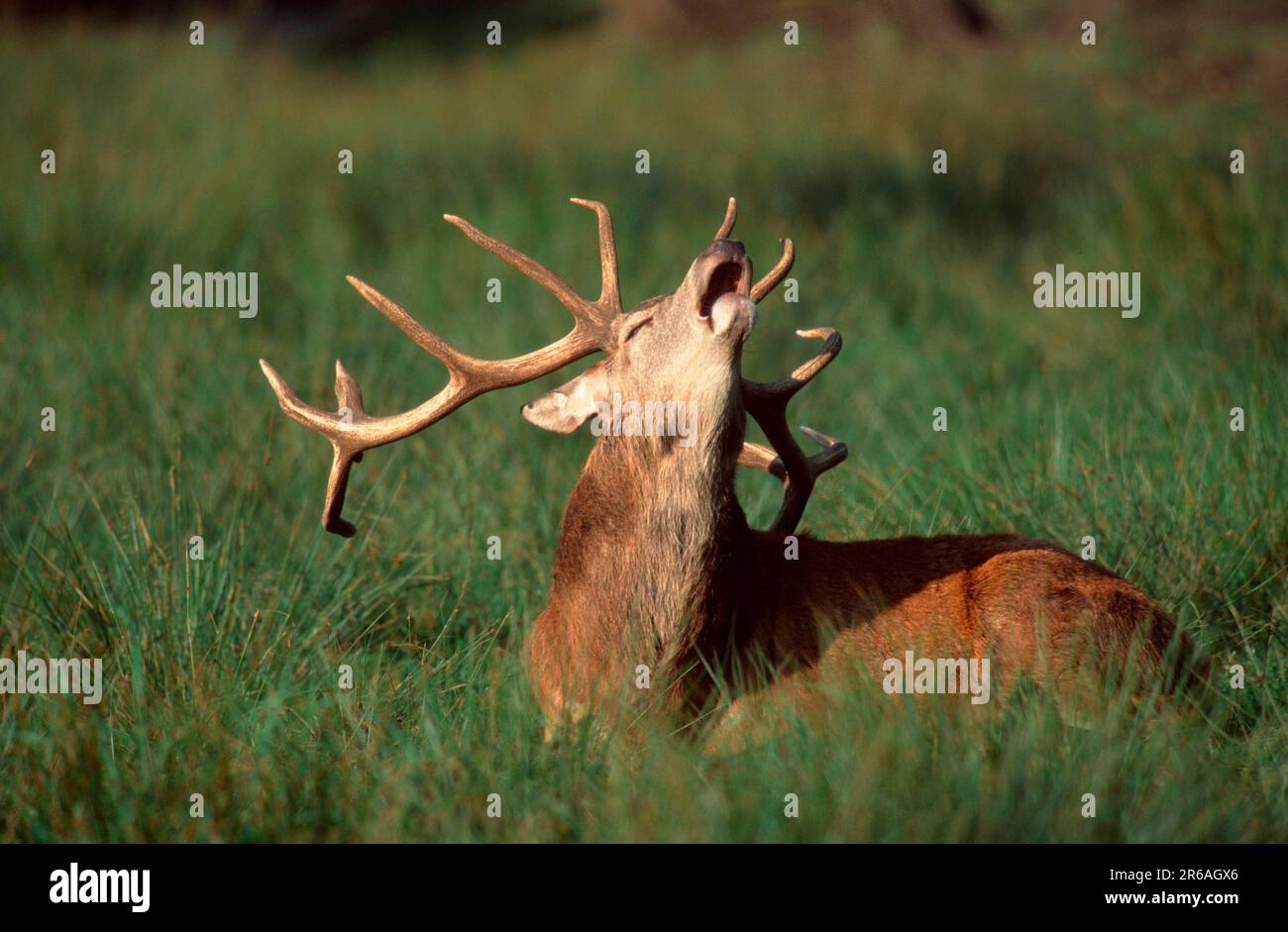 Red deer (Cervus elaphus), male, belling, roaring (mammals) (deer ...