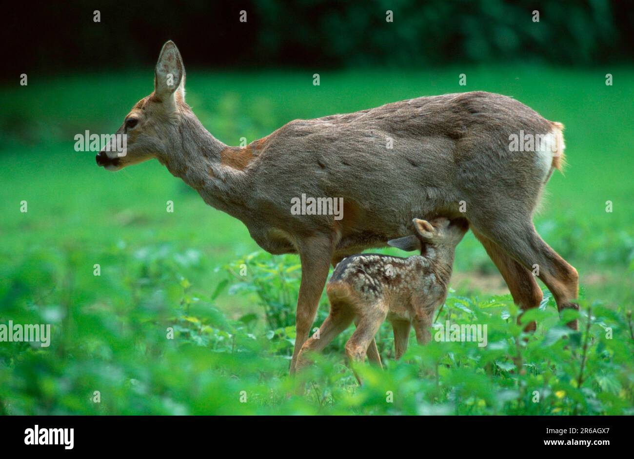 Capreolus capreolus fawn nursing hi-res stock photography and images ...