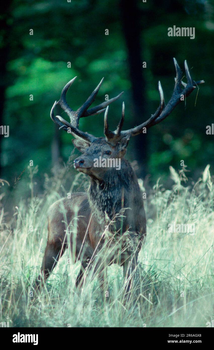 Red Deer (Cervus elaphus), male, Rothirsch, maennlich, [Saeugetiere ...