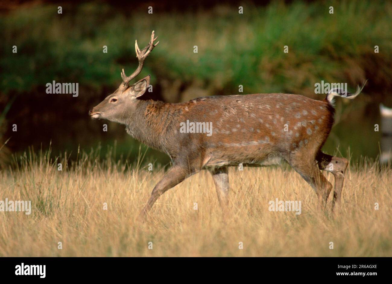 Sika deer (Cervus nippon), male (mammals) (ungulates) (deer) (even-toed ...