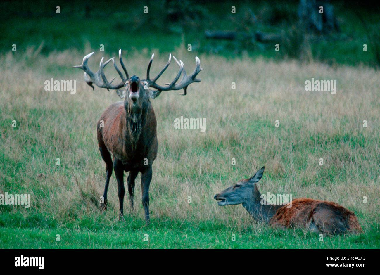Red deer (Cervus elaphus), pair (mammals) (ungulates) (cloven-hoofed ...