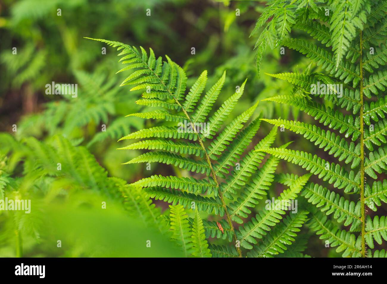 Beautiful fern leaf texture in nature. Natural ferns blurred background ...