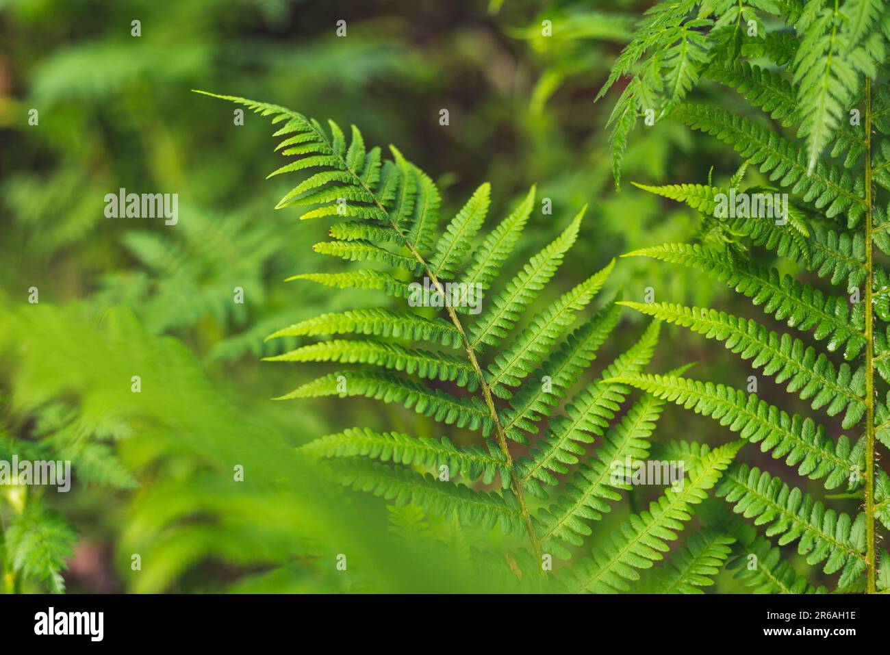 Beautiful fern leaf texture in nature. Natural ferns blurred background ...