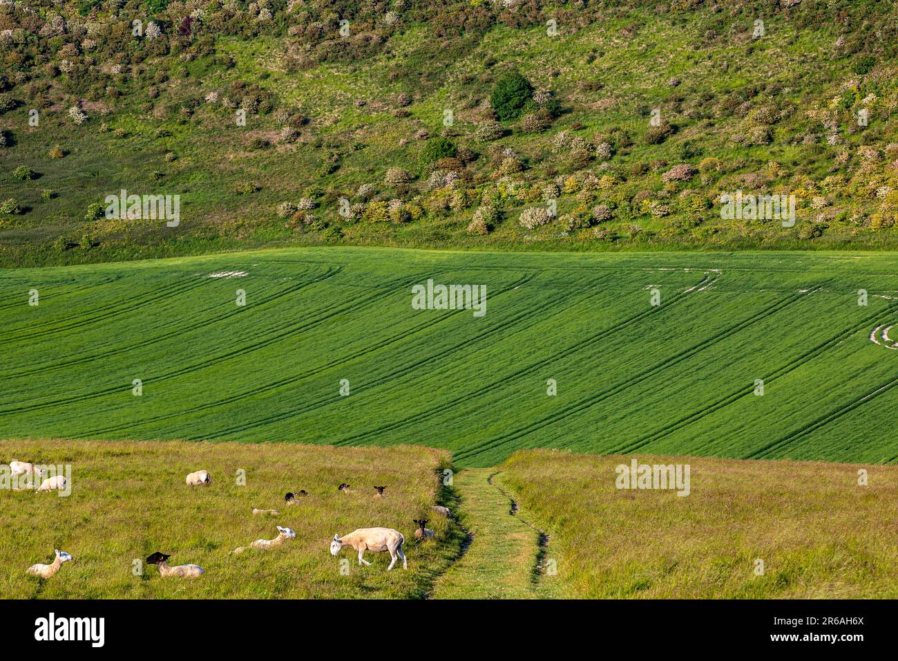 A rural South Downs landscape with sheep grazing on a hillside and ...