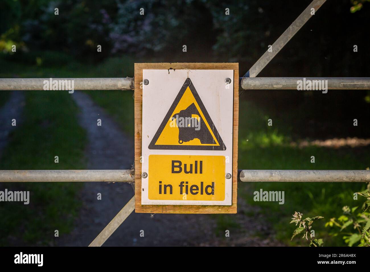 Bull in field warning sign on gate hi-res stock photography and images ...