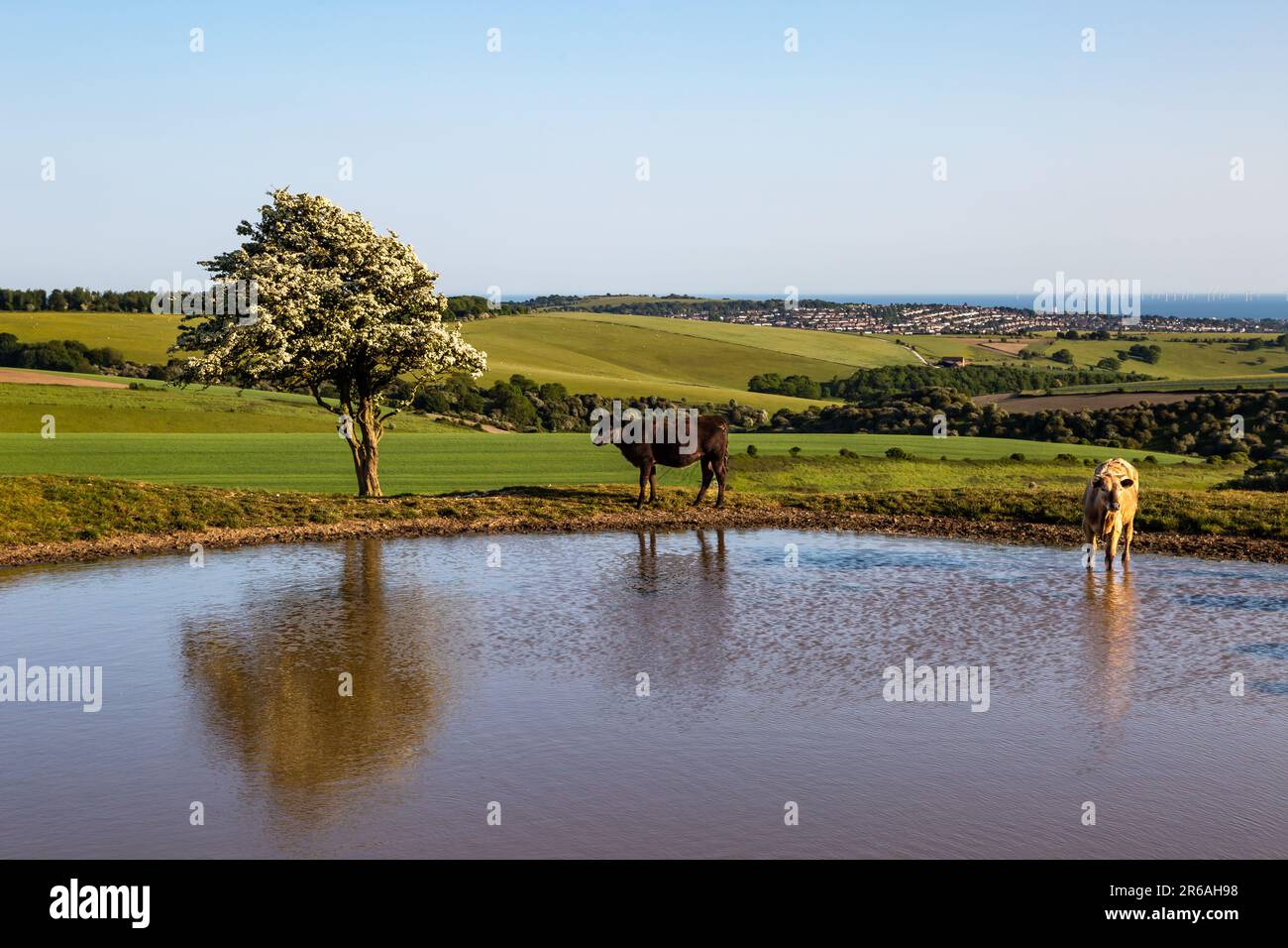 Cows around a dew pond on Ditchling Beacon in the South Downs with the ...