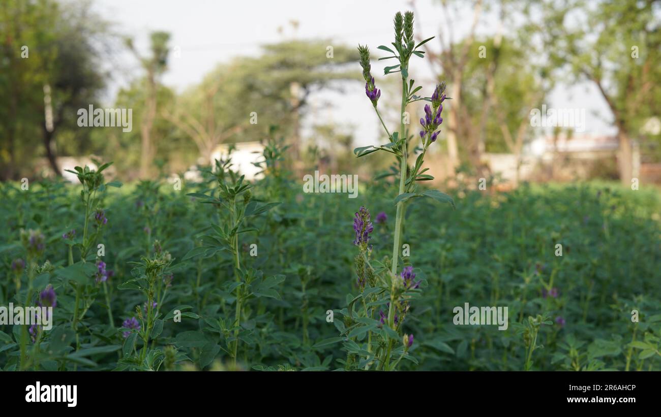 Important forage legume hi-res stock photography and images - Alamy