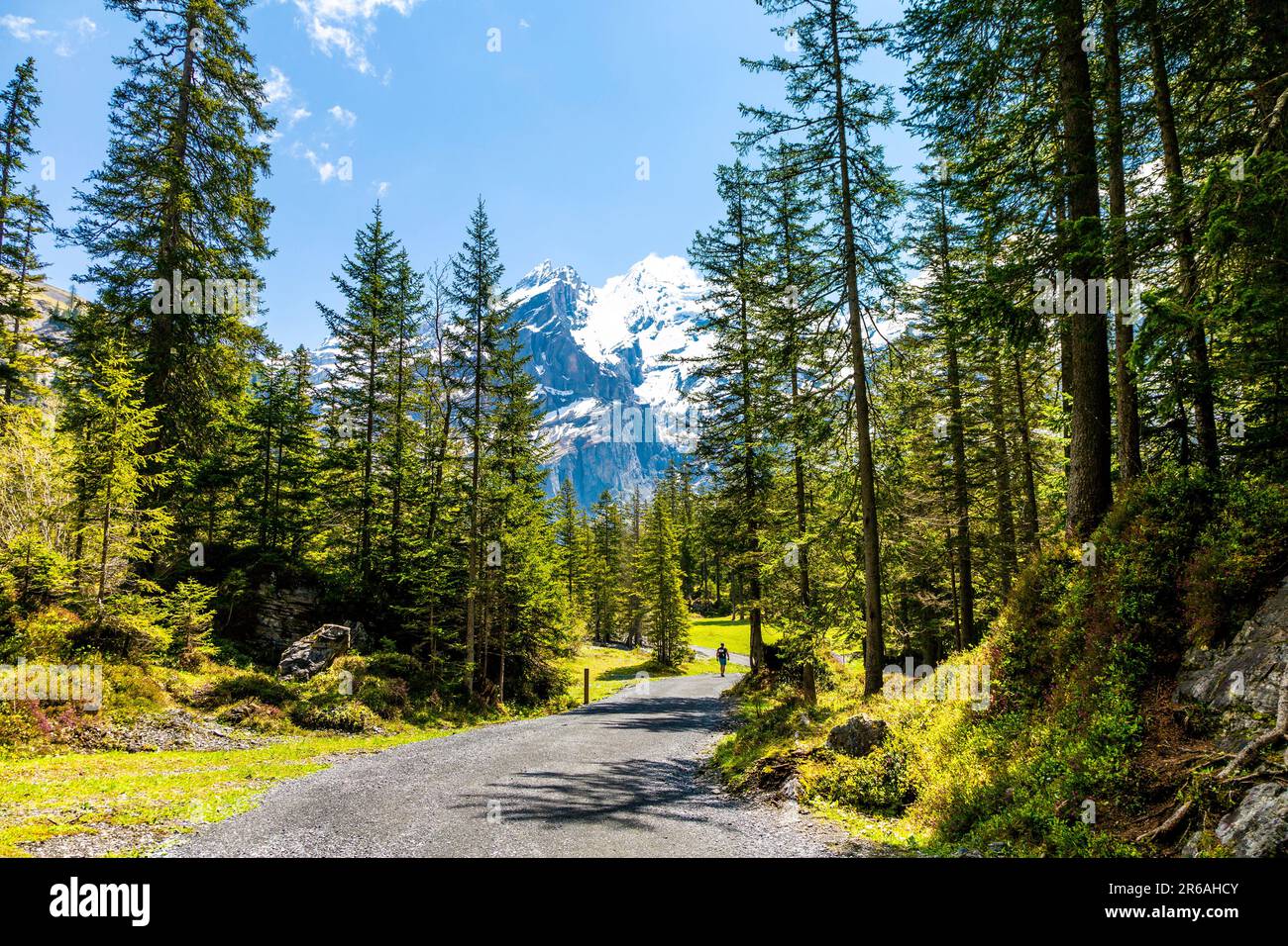Hike though the alpine forest to Oeschinen Lake, Swiss Alps ...