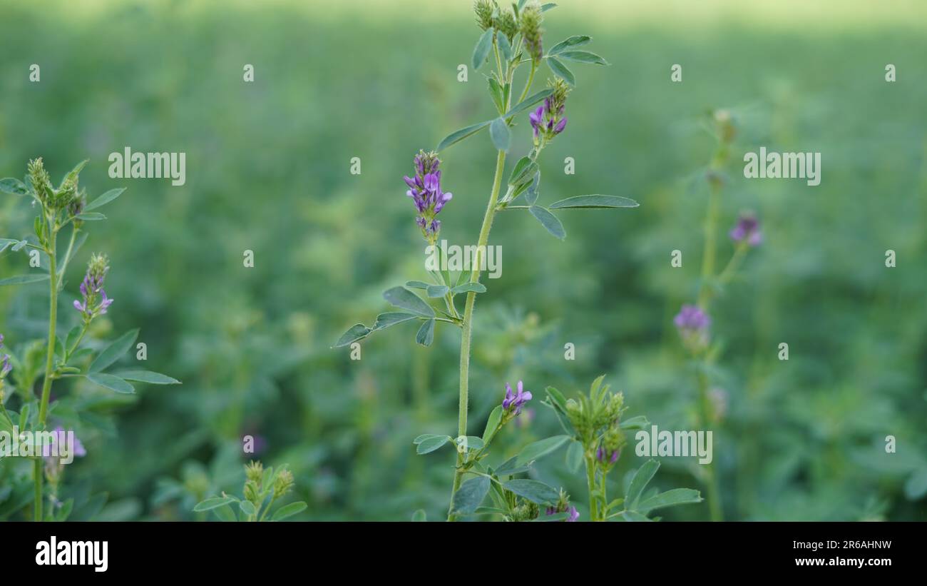 Green spring nature. Lucerne forage crop. Agriculture field. Alfalfa ...
