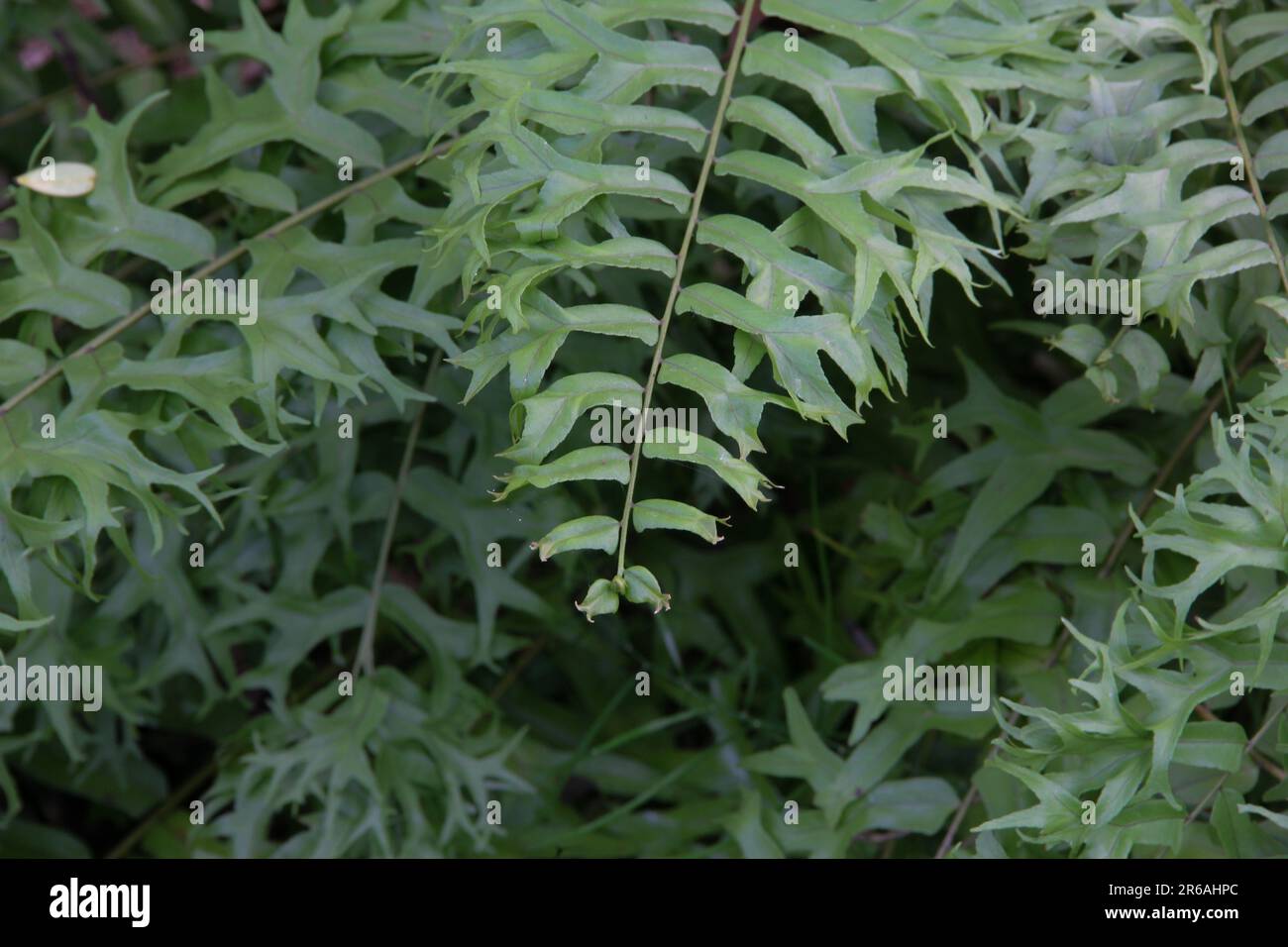 Nephrolepis falcata hi-res stock photography and images - Alamy