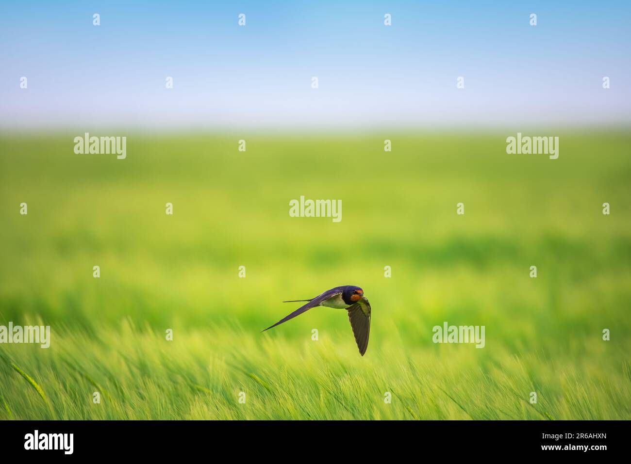 Barn Swallow bird in flight over green agricultural field in the ...