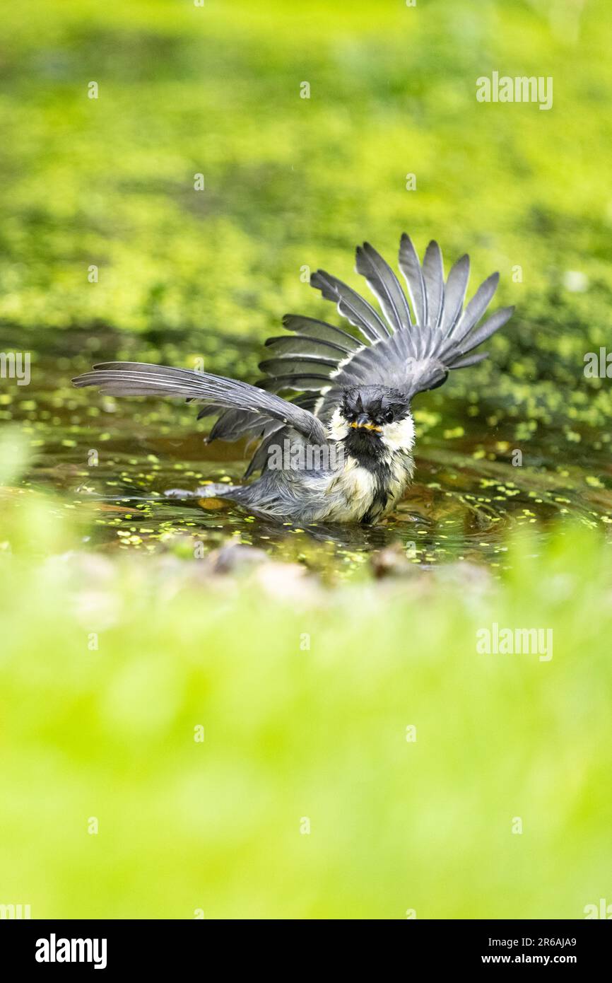 Fledgling great tit (parus major) splashing in garden wildlife pond ...