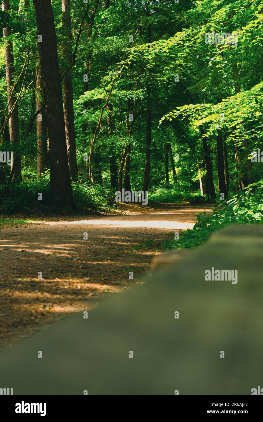 Greenery filled road hi-res stock photography and images - Alamy