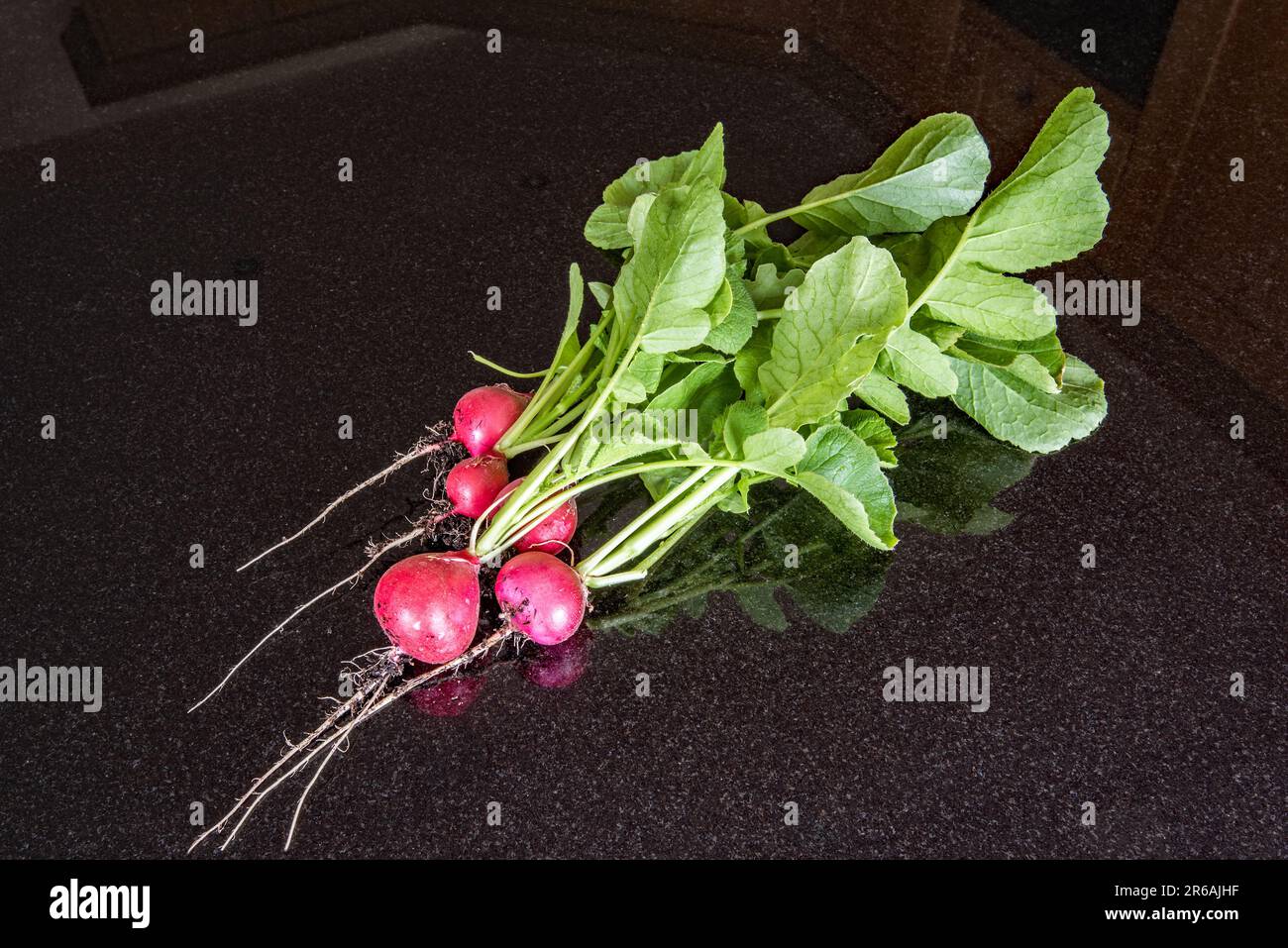 Raphamus rapanistrum,subsp sativus,edible root vegetable, commonly ...