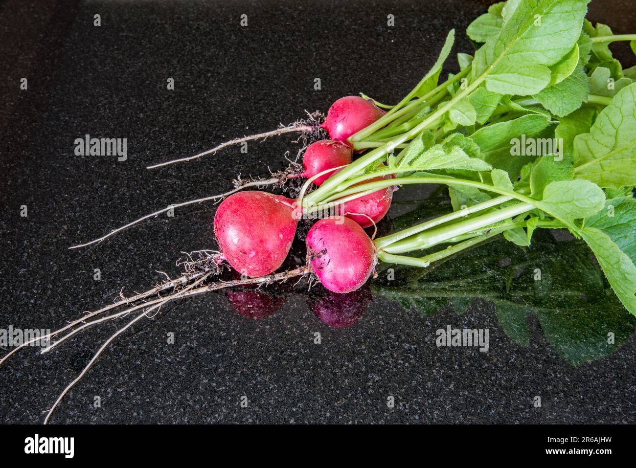 Raphamus rapanistrum,subsp sativus,edible root vegetable, commonly ...