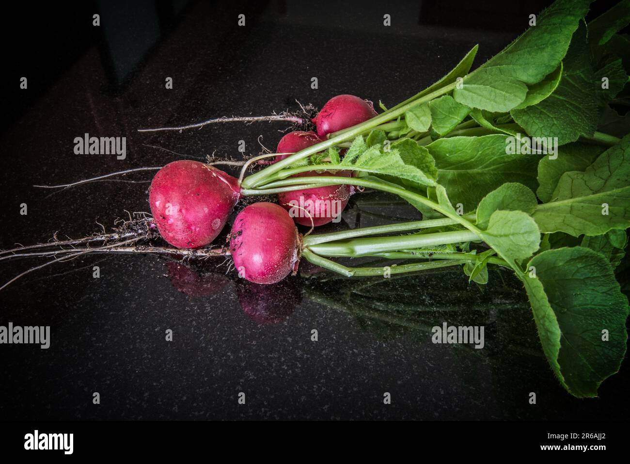 Raphamus rapanistrum,subsp sativus,edible root vegetable, commonly ...