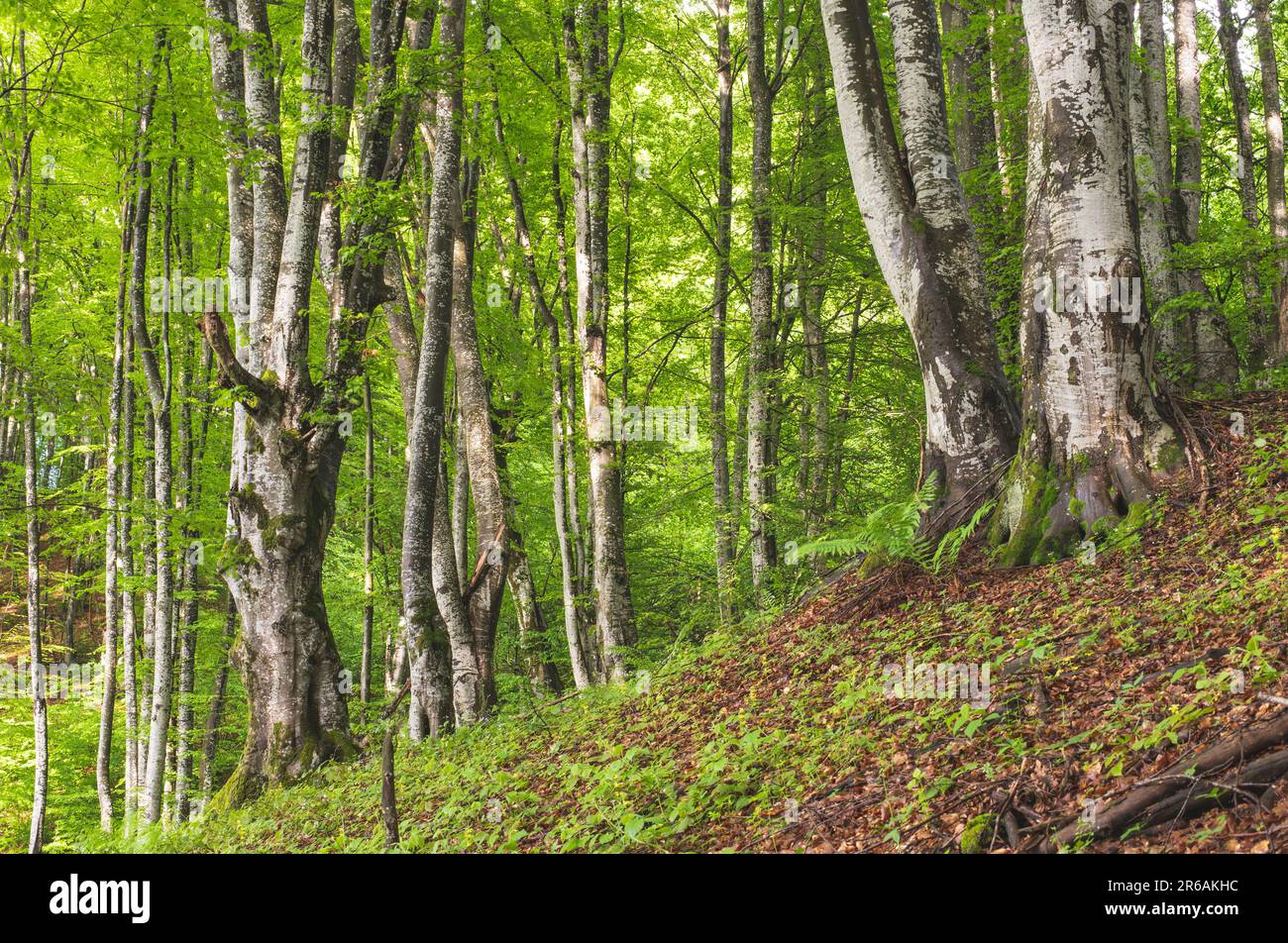 Untouched natural beech forest in spring hi-res stock photography and ...