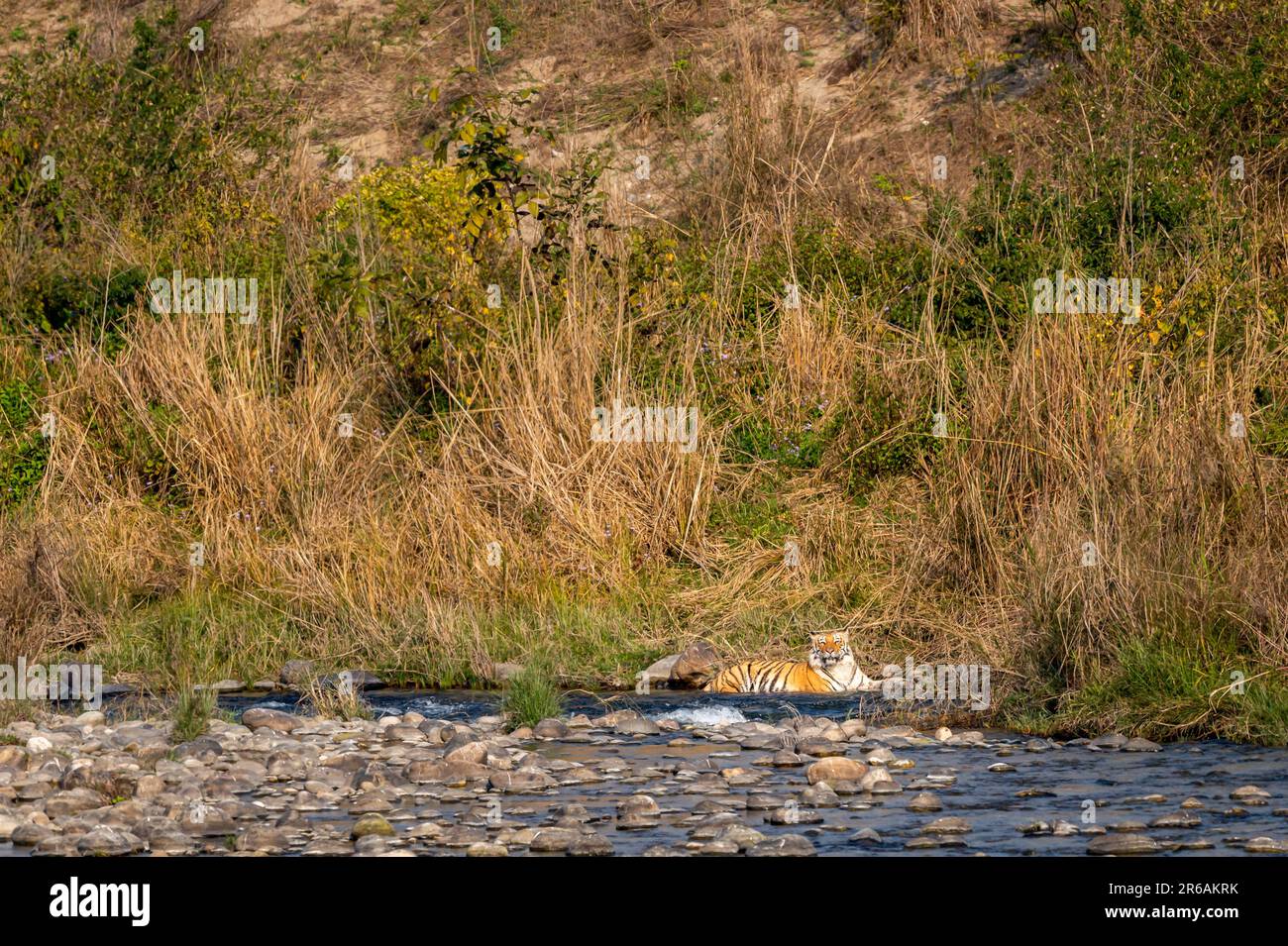 wild royal bengal tiger in ramganga river blue water in wildlife safari ...