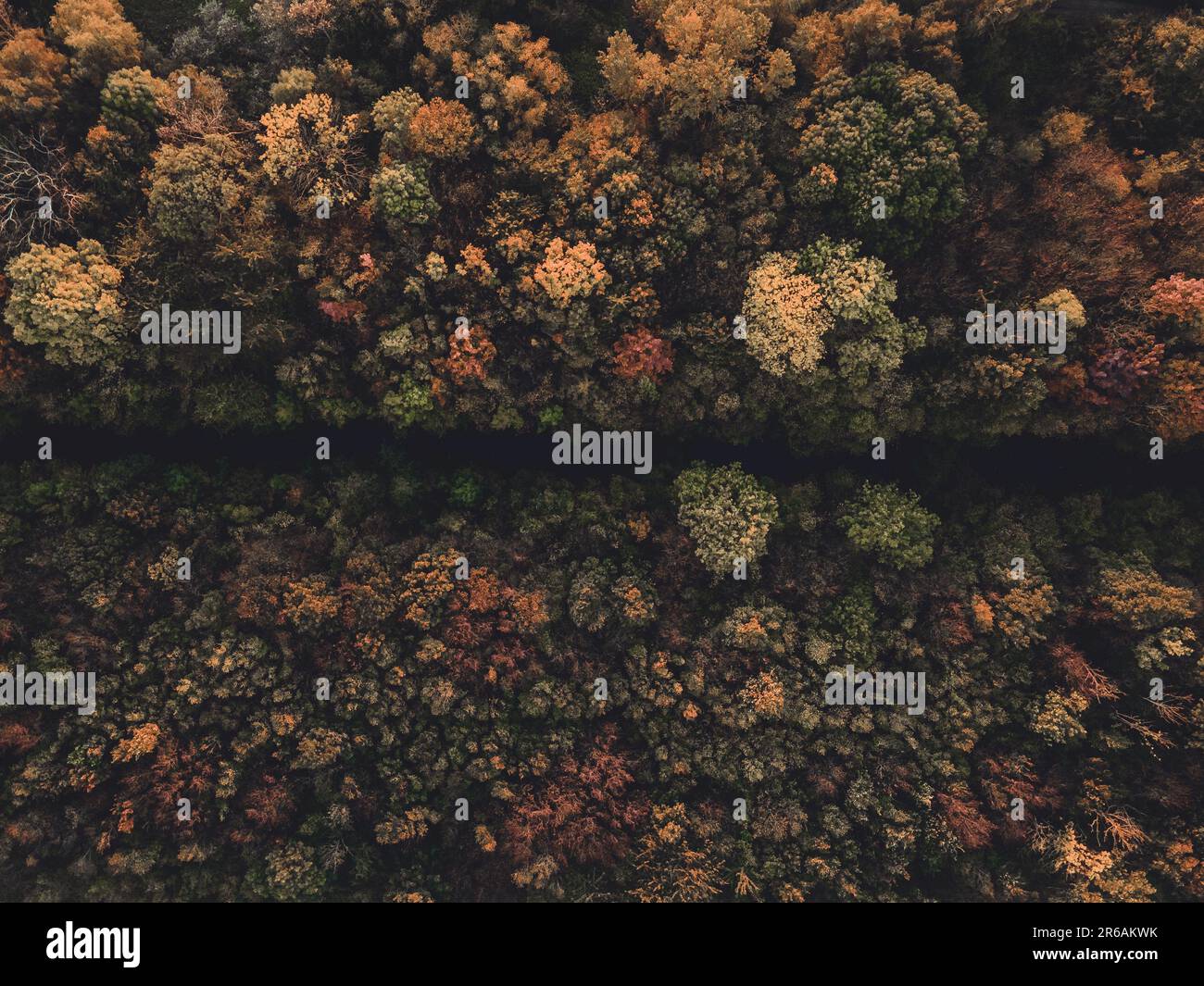 A vibrant top view of lush trees in a forest environment, featuring a ...