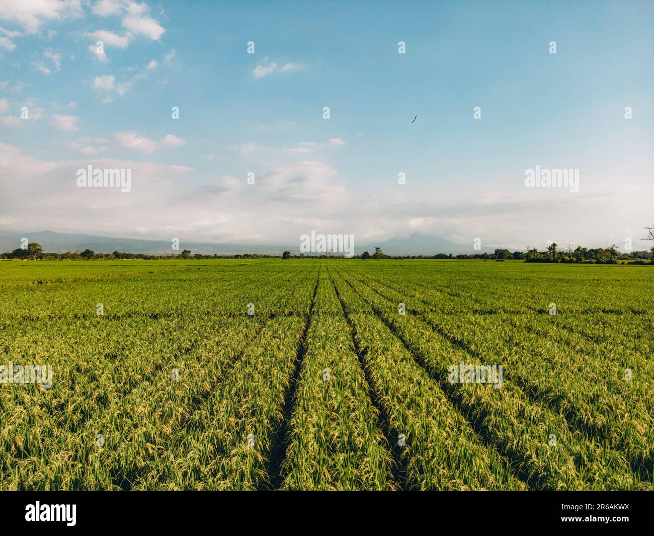 Aurial view of exotic bright, grassy agricultural rice field with a ...