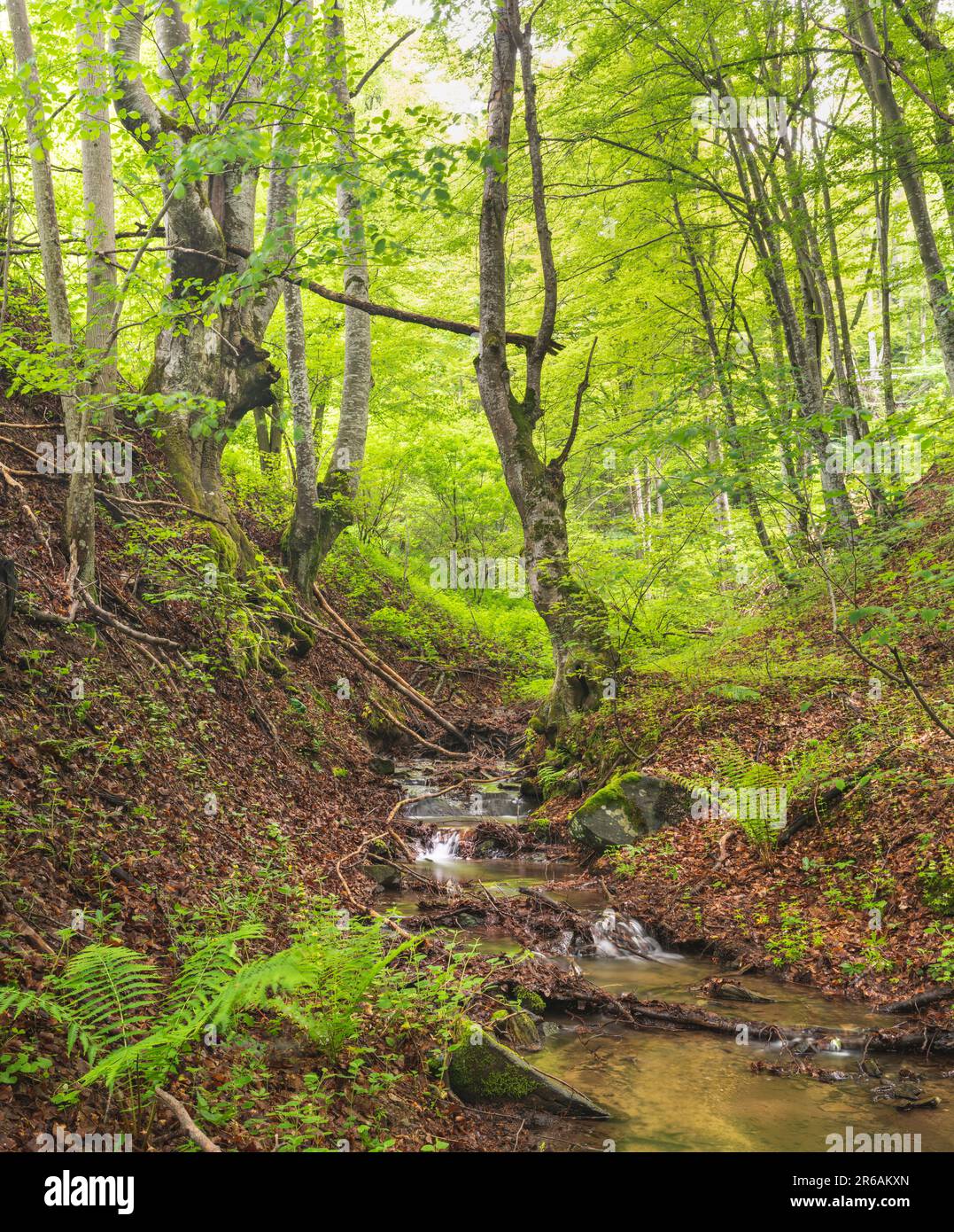 Untouched natural beech forest in spring hi-res stock photography and ...