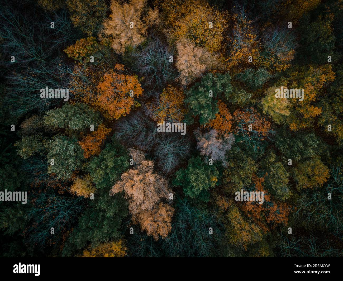 A vibrant top view of lush trees in a forest environment, featuring a ...