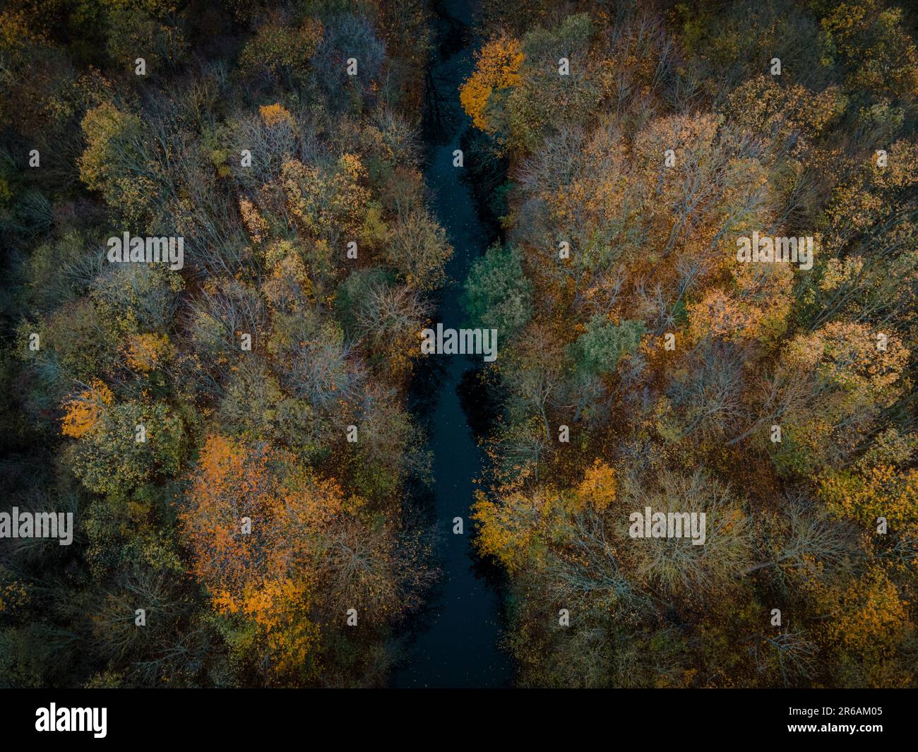 A vibrant top view of lush trees in a forest environment, featuring a ...