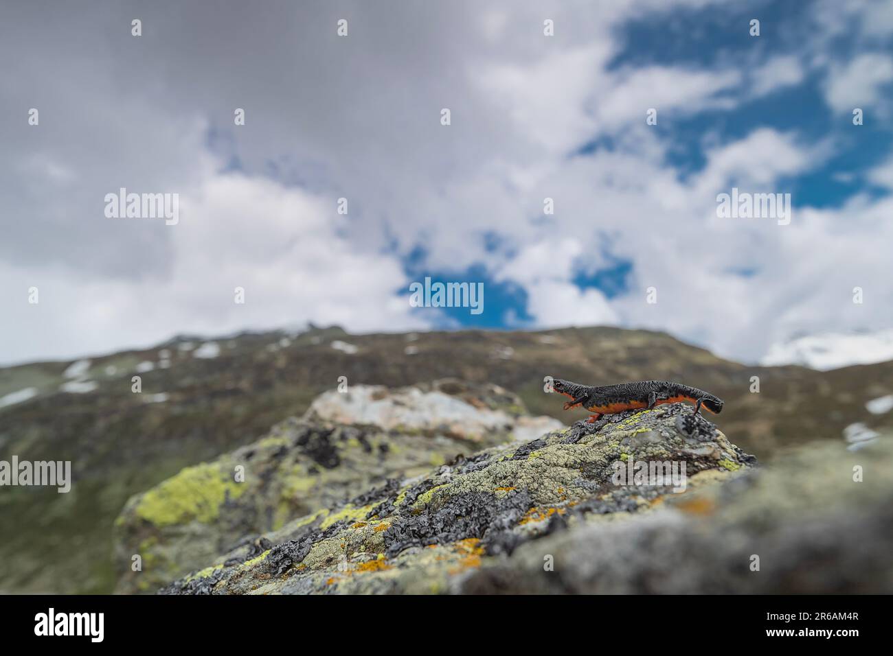 Alps landscape with Alpine newt on the rock (Ichthyosaura alpestris ...