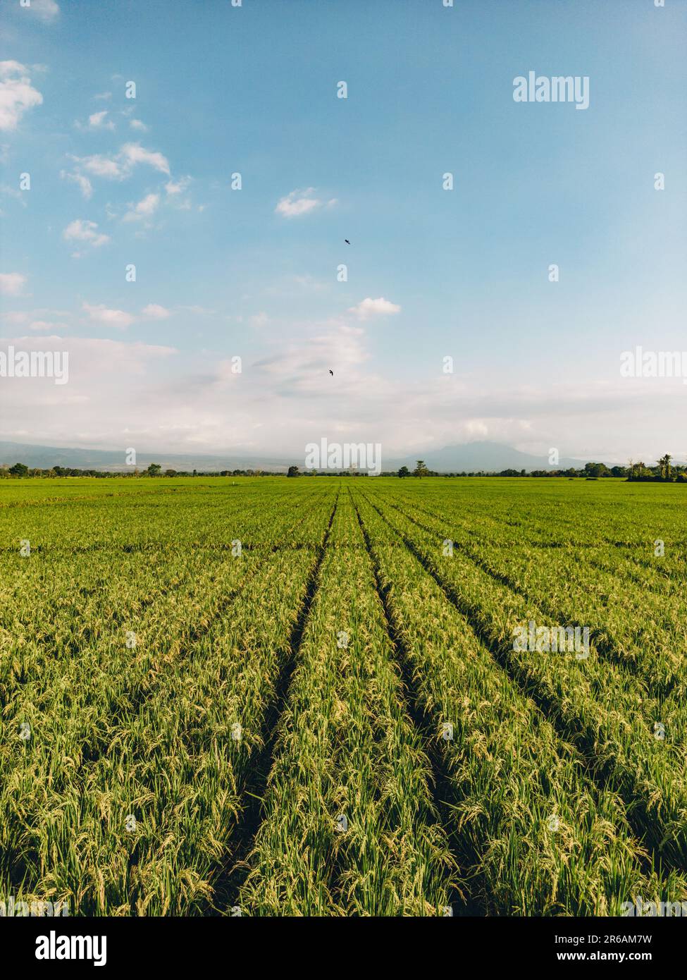 Aurial view of exotic bright, grassy agricultural rice field with a ...