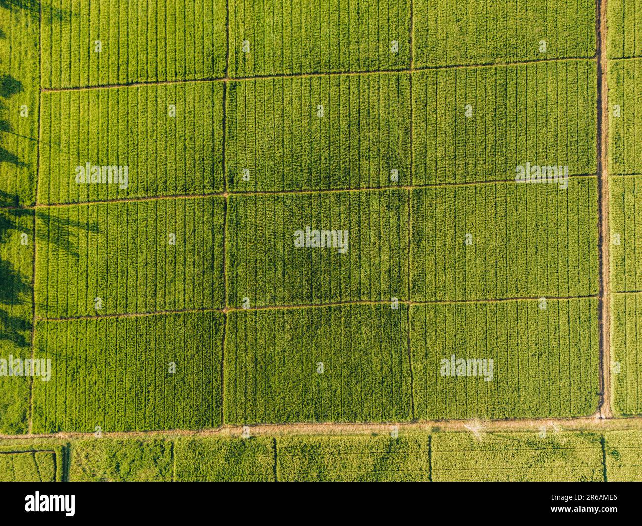 Top view of a green agriculture field with tall grass and rows of ...