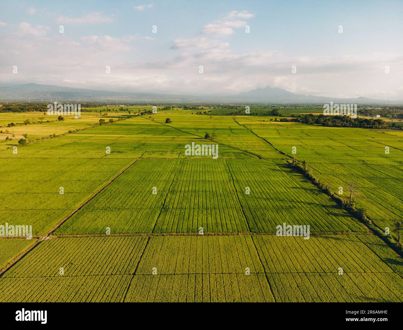 Top view of a green agriculture field with tall grass and rows of ...