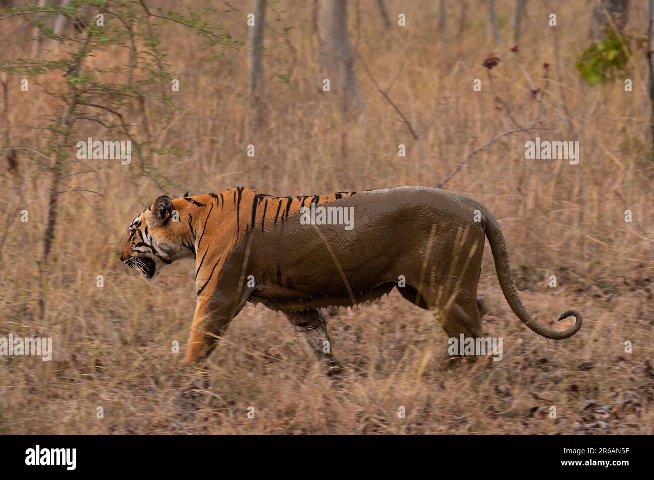 The tiger has a unique muddy look. Maharashtra, India: A TIGER that ...