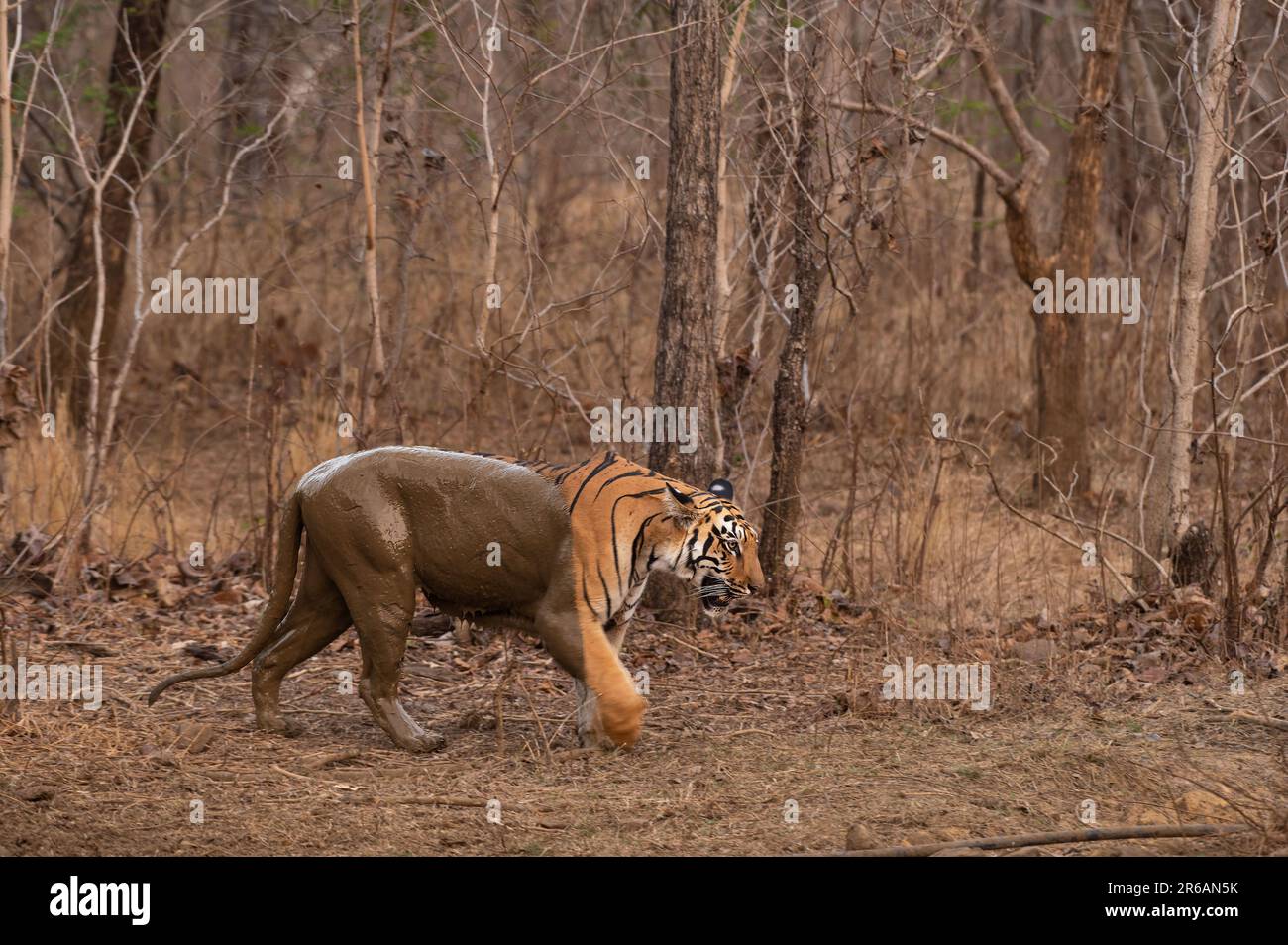 The tiger has a unique muddy look. Maharashtra, India: A TIGER that ...