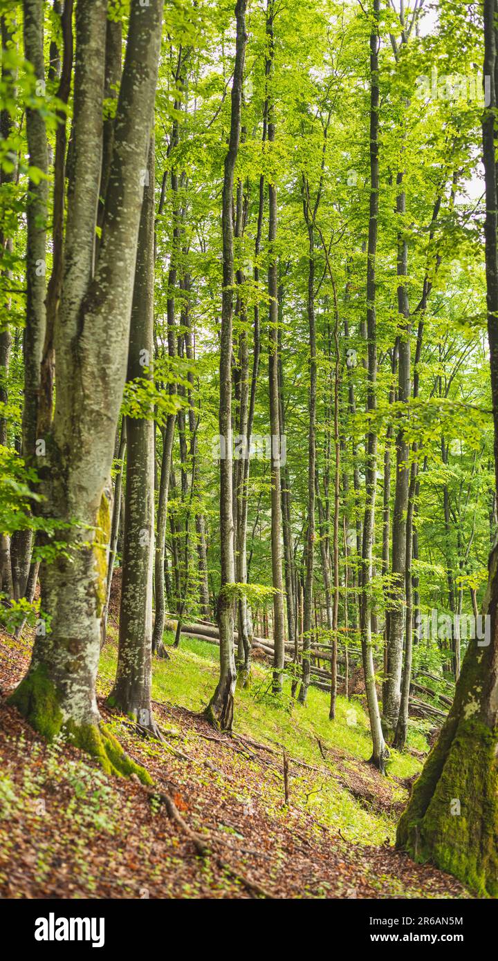 Untouched natural beech forest in spring hi-res stock photography and ...