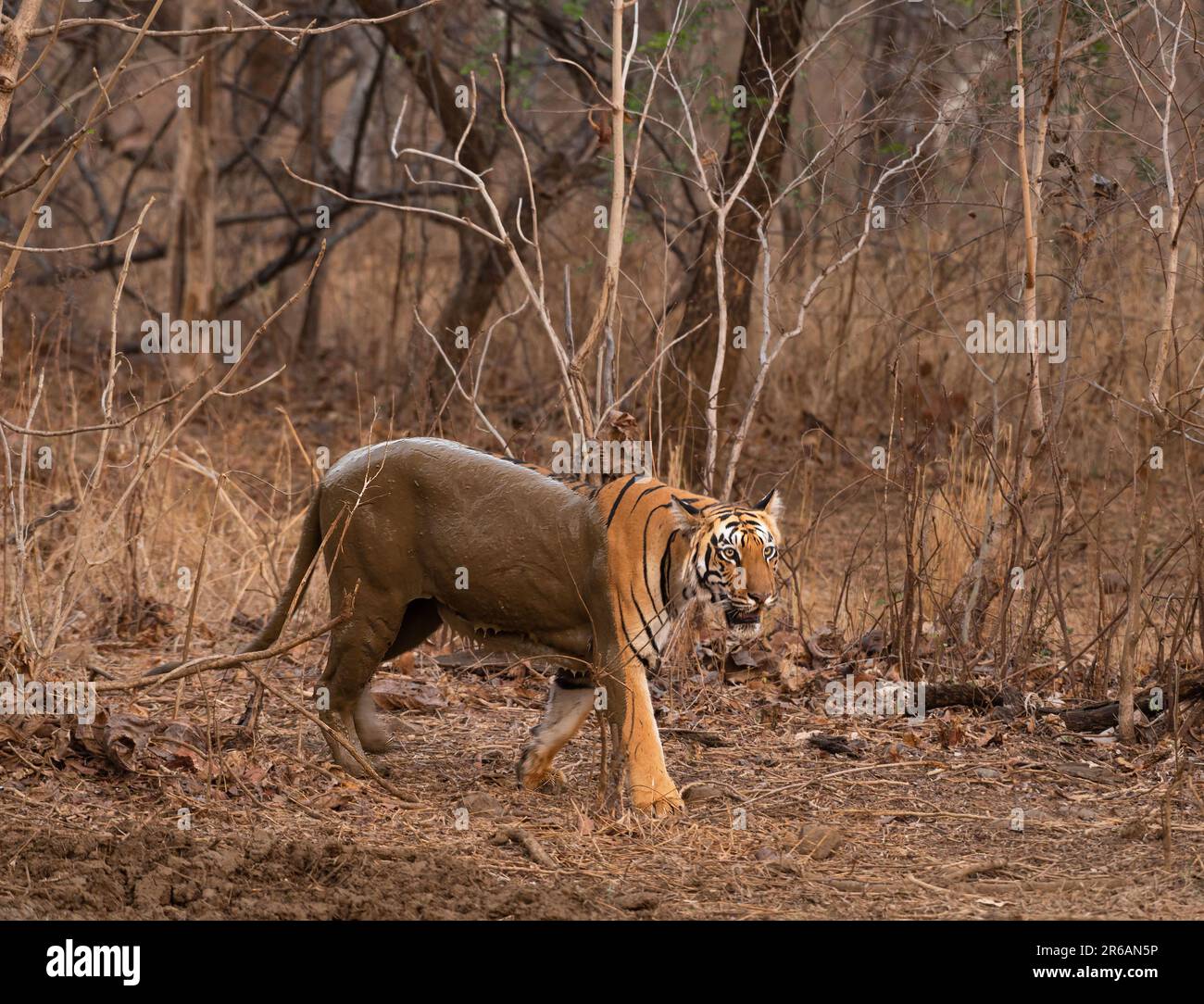 The tiger has a unique muddy look. Maharashtra, India: A TIGER that ...