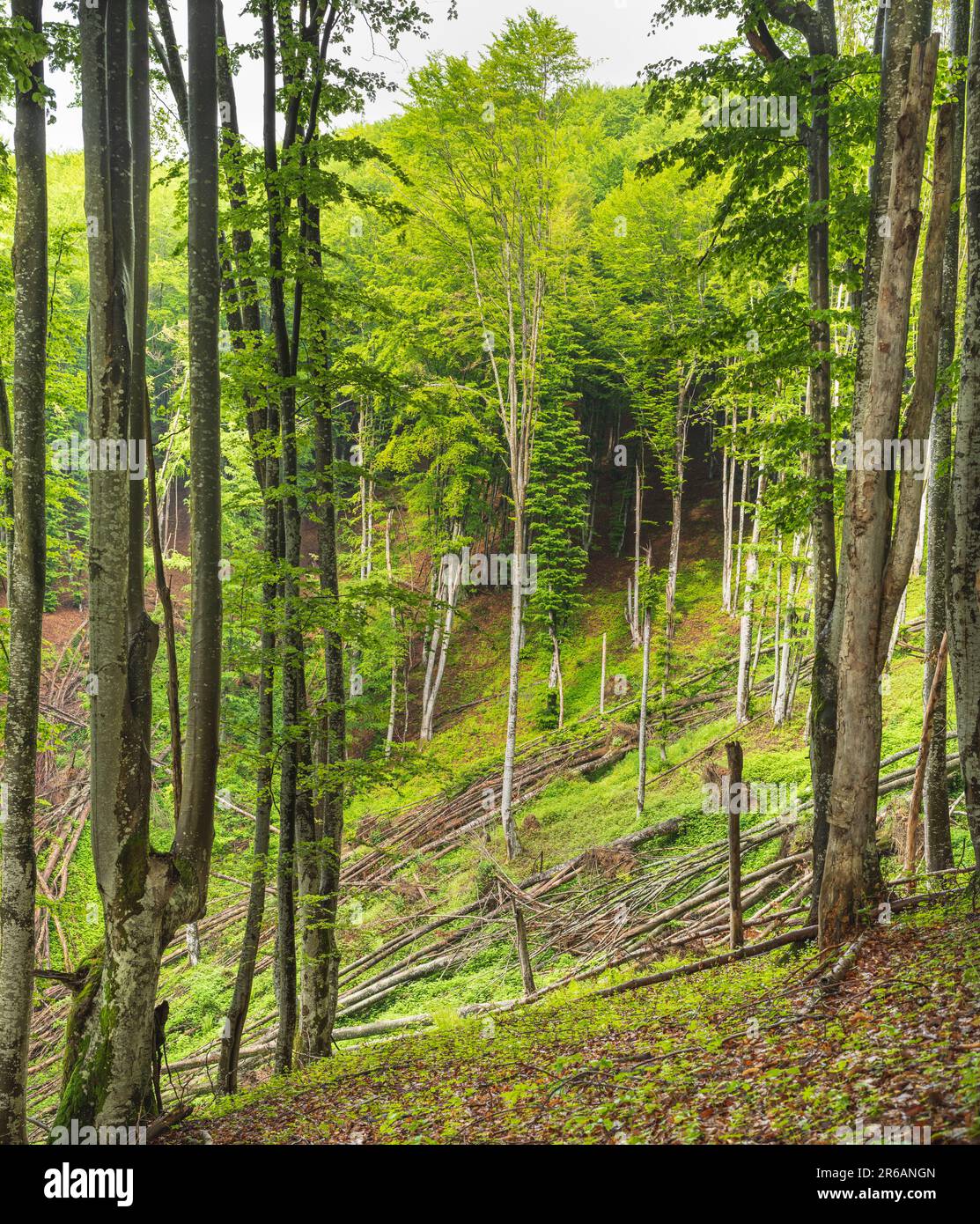 Untouched natural beech forest in spring hi-res stock photography and ...