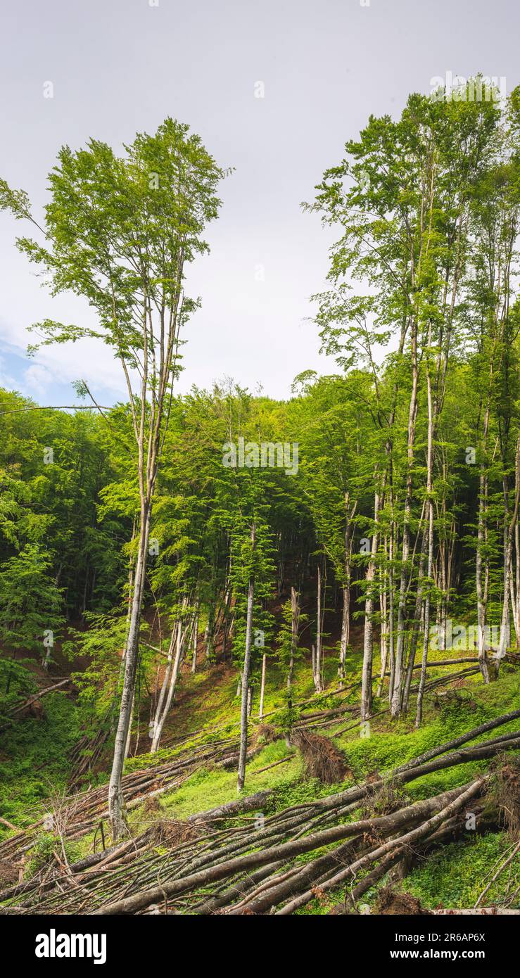 Untouched natural beech forest in spring hi-res stock photography and ...