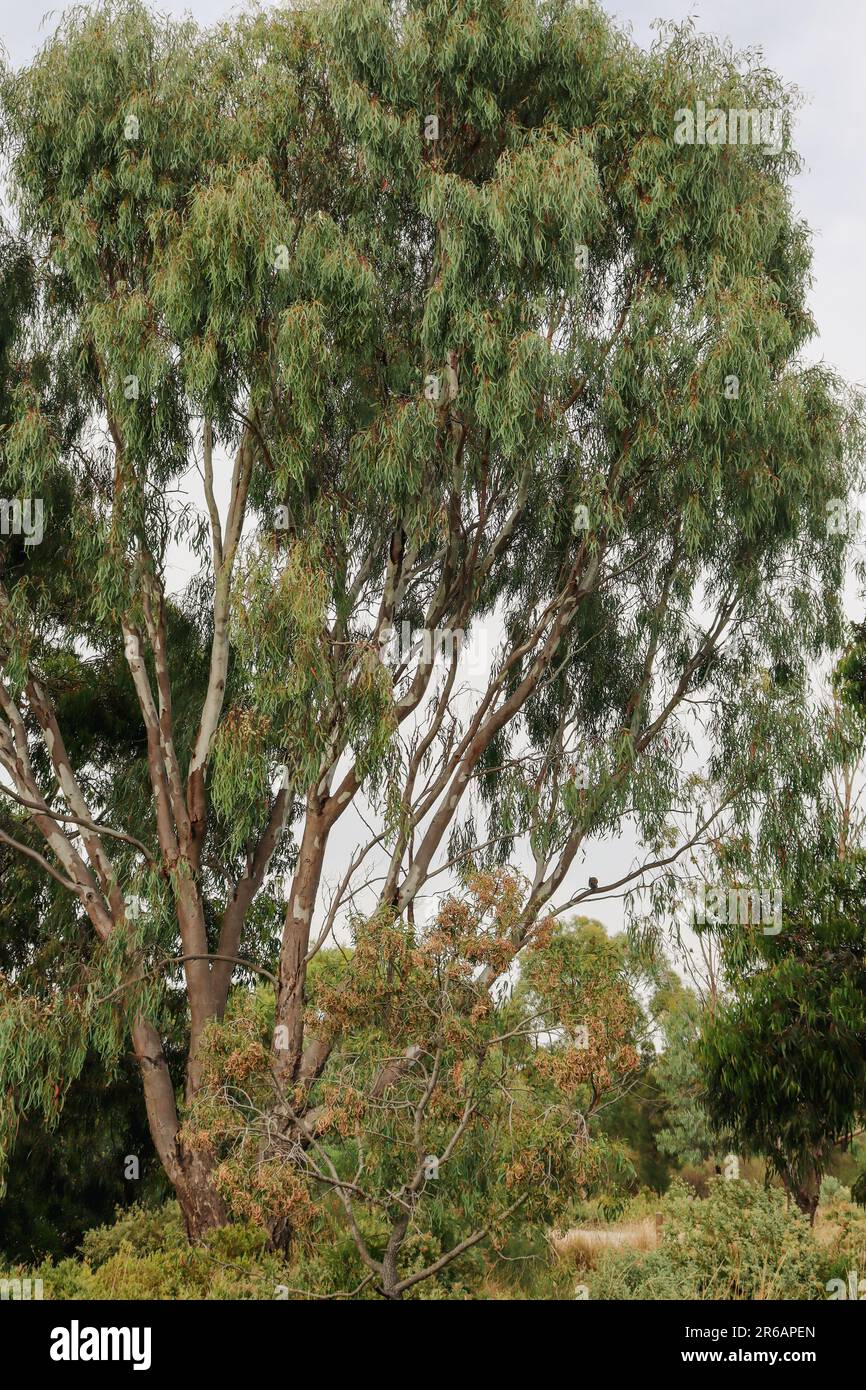 A scenic view of a the lush green eucalyptus trees in bushland Stock ...