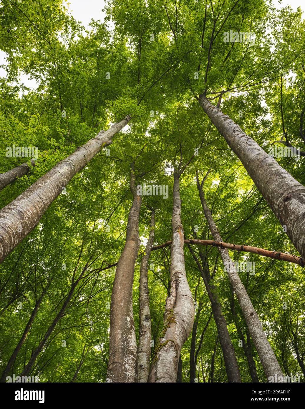 Untouched natural beech forest in spring hi-res stock photography and ...