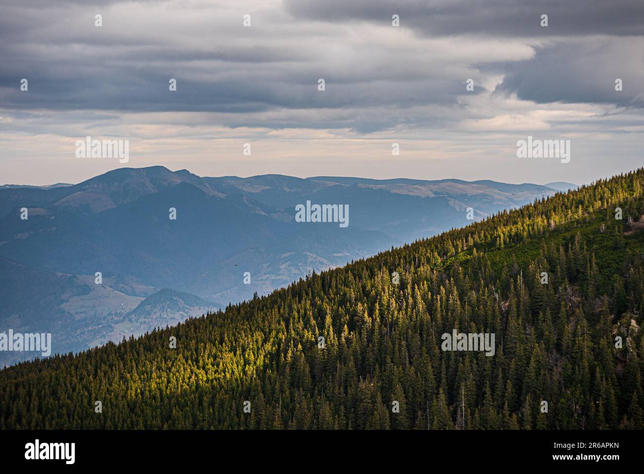 The lush evergreen trees growing in the majestic mountains Stock Photo ...