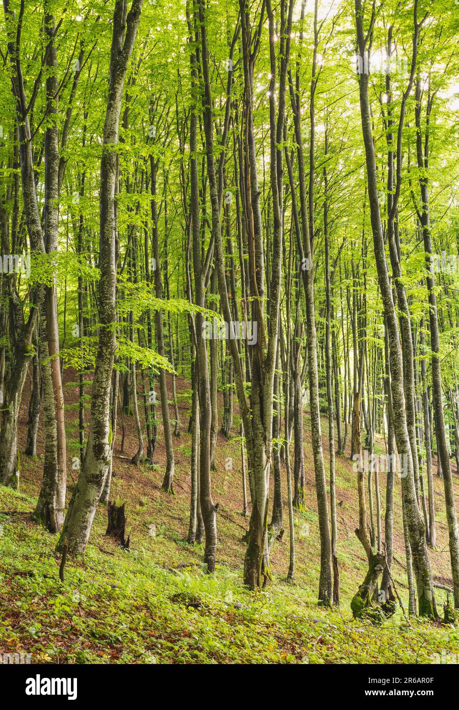 Untouched natural beech forest in spring hi-res stock photography and ...