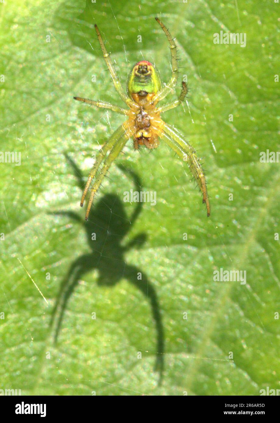 Small green garden spider casting a shadow Stock Photo - Alamy