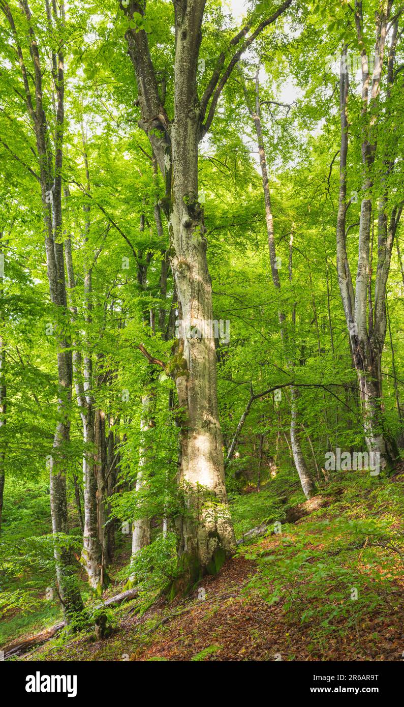 Untouched natural beech forest in spring hi-res stock photography and ...