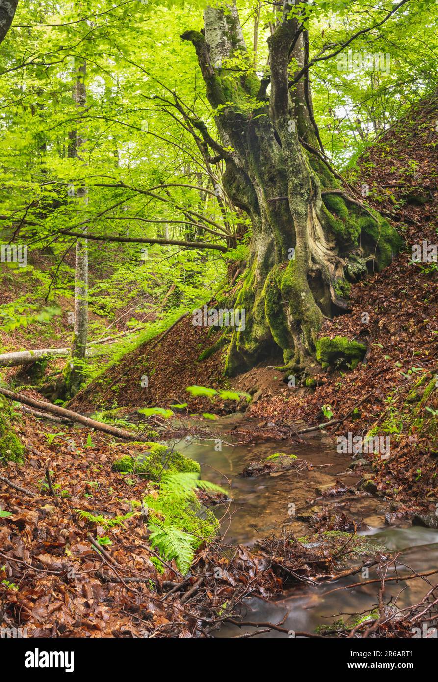 Untouched natural beech forest in spring hi-res stock photography and ...
