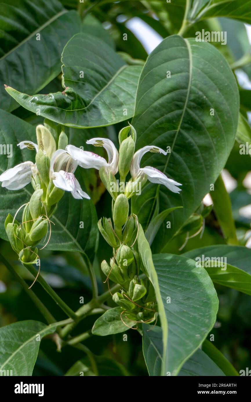 Vasaka plant hi-res stock photography and images - Alamy