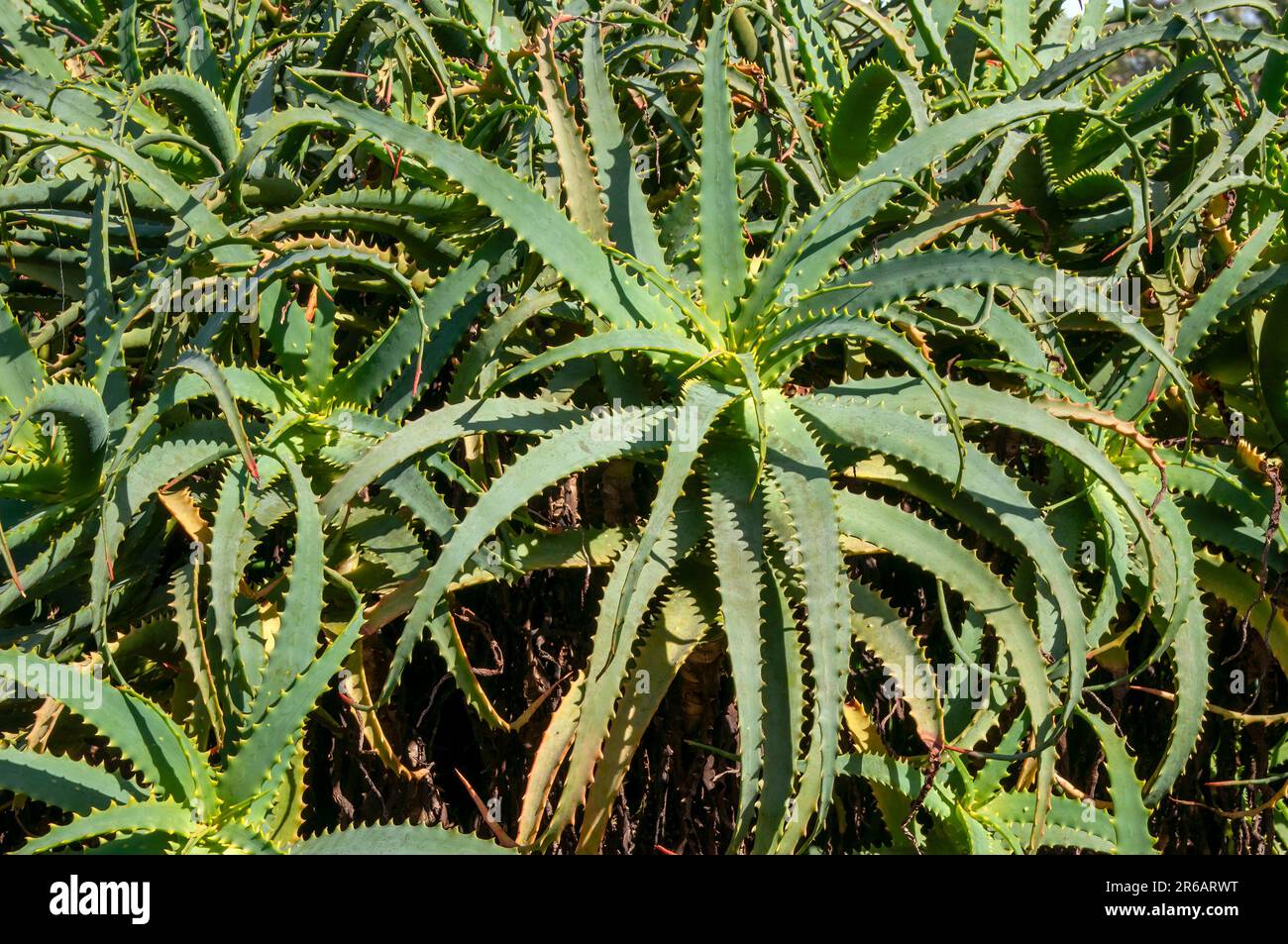 Sydney Australia, clump of aloe x winteri is a hybrid with orange or ...